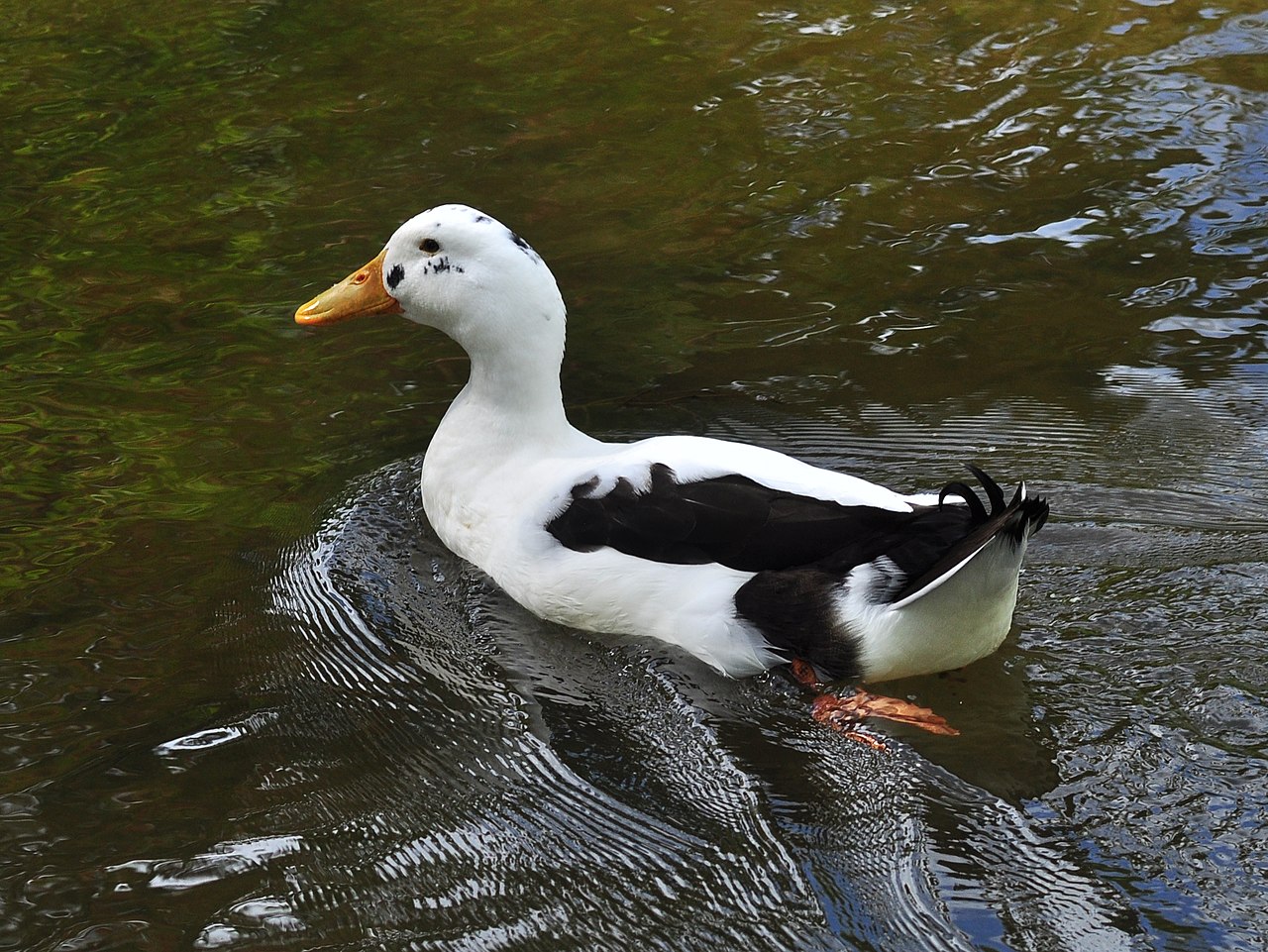 14 Types of White Ducks (with Pictures)