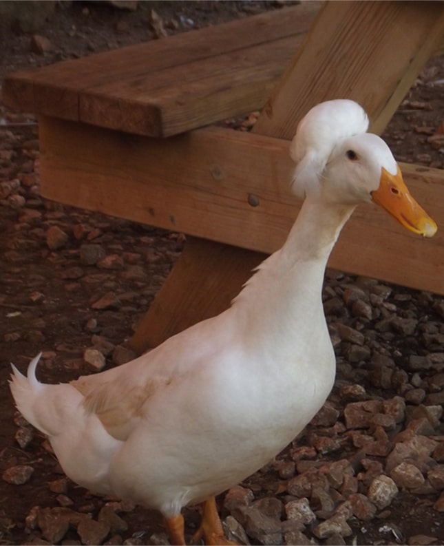 14 Types of White Ducks (with Pictures)