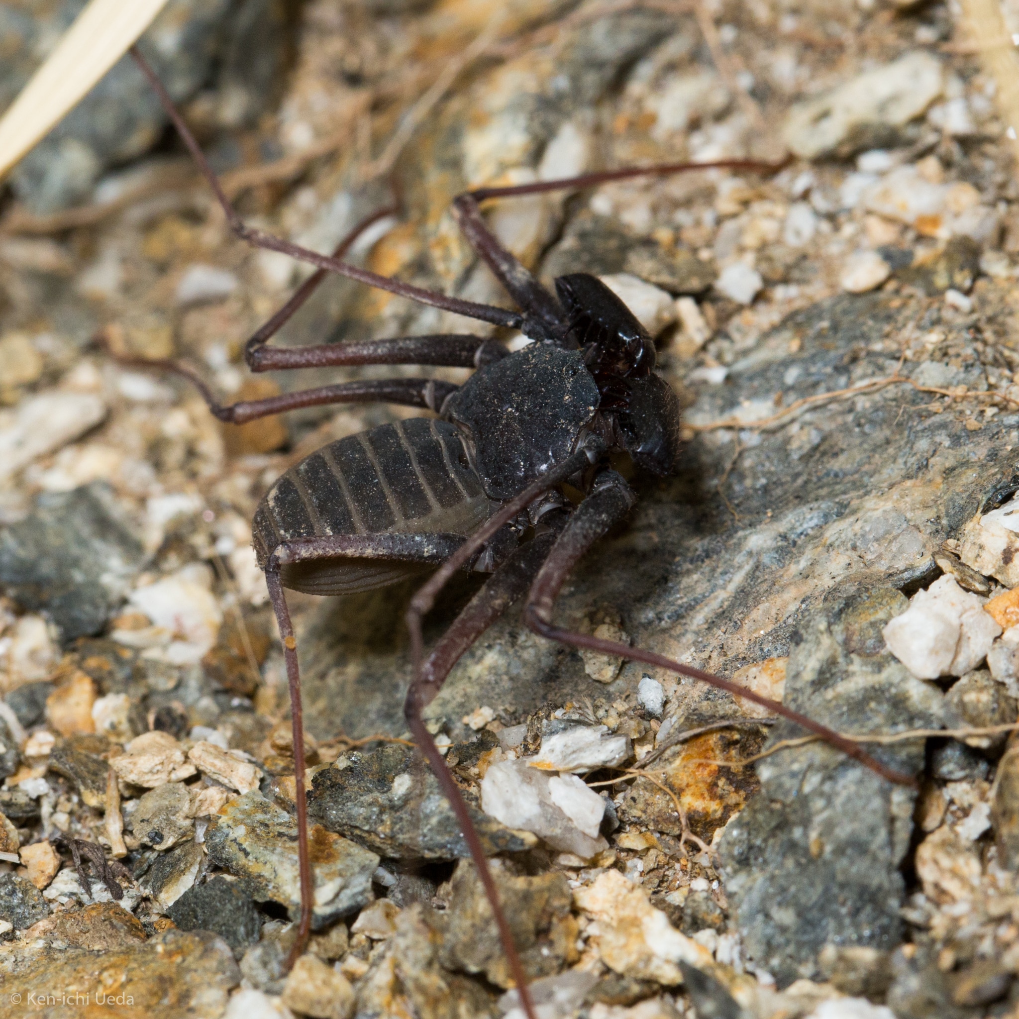 Common Spiders That Look Like Scorpions With PHOTOS