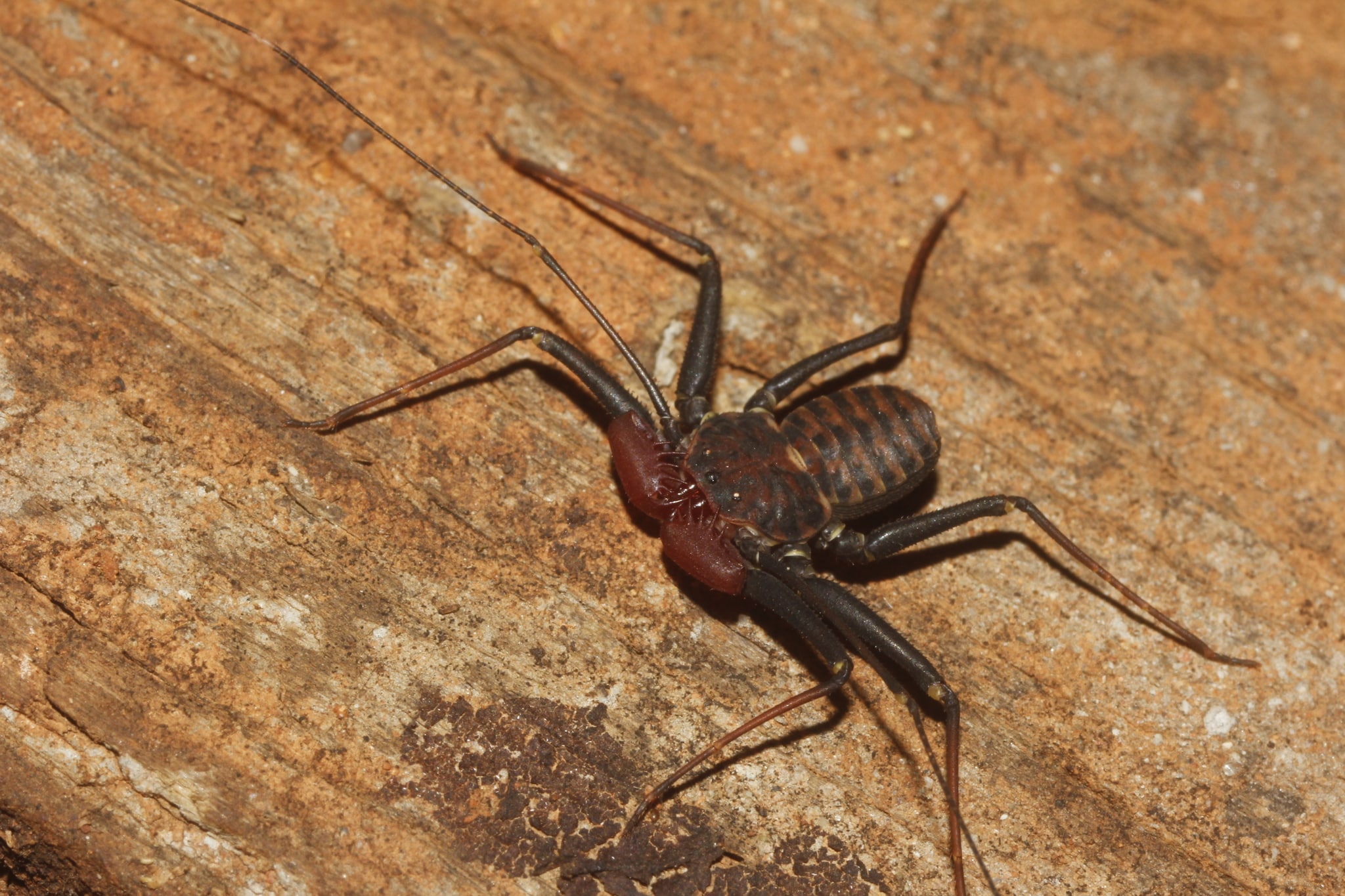 Common Spiders That Look Like Scorpions With PHOTOS