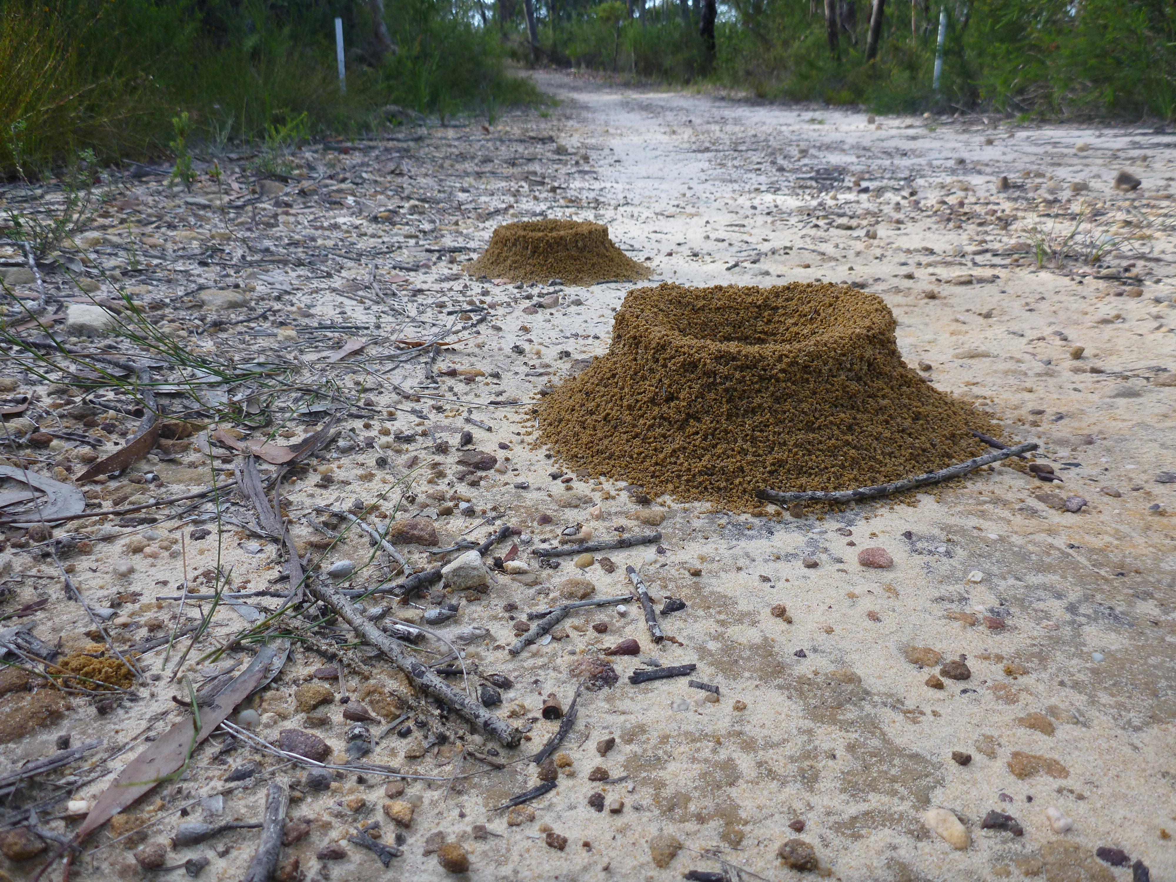 Everything About Ant Mound (Types, Identification, & Facts)
