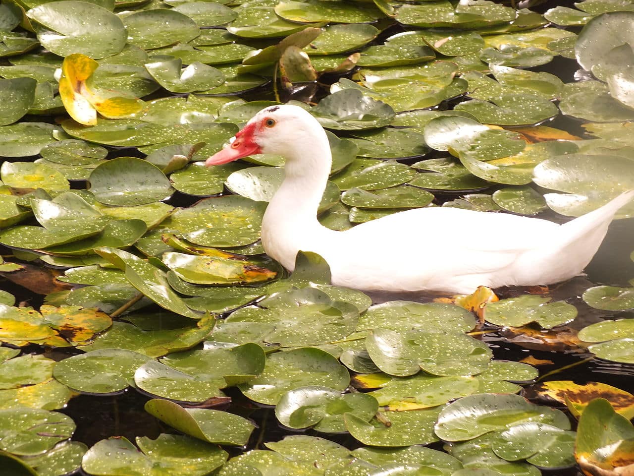 14 Types of White Ducks (with Pictures)