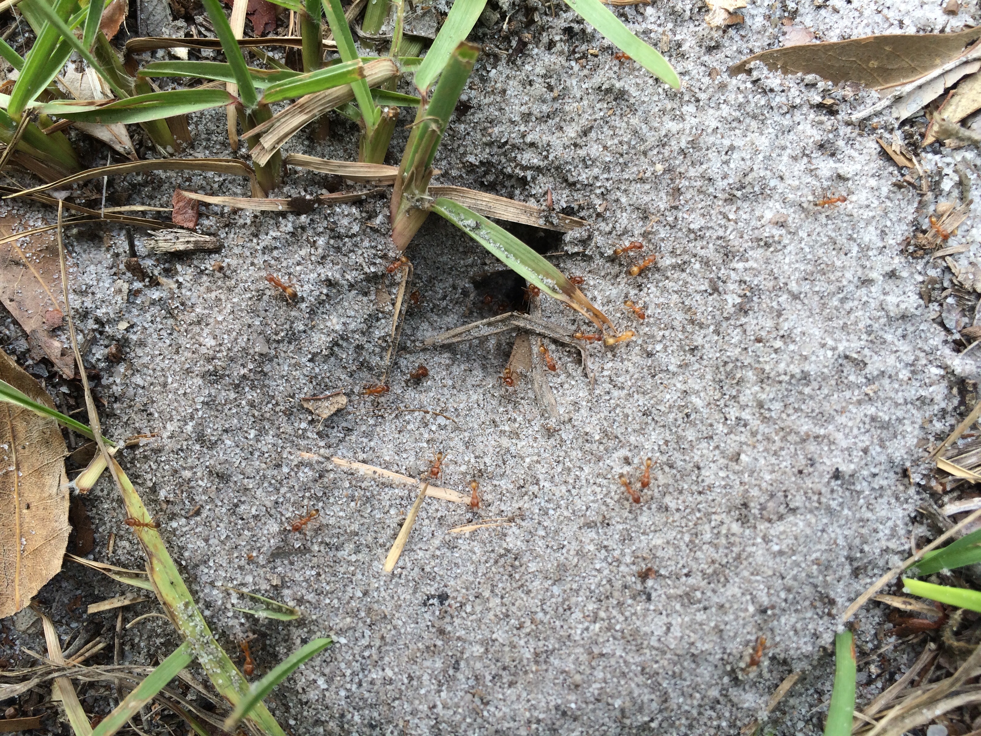Everything About Ant Mound (Types, Identification, & Facts)