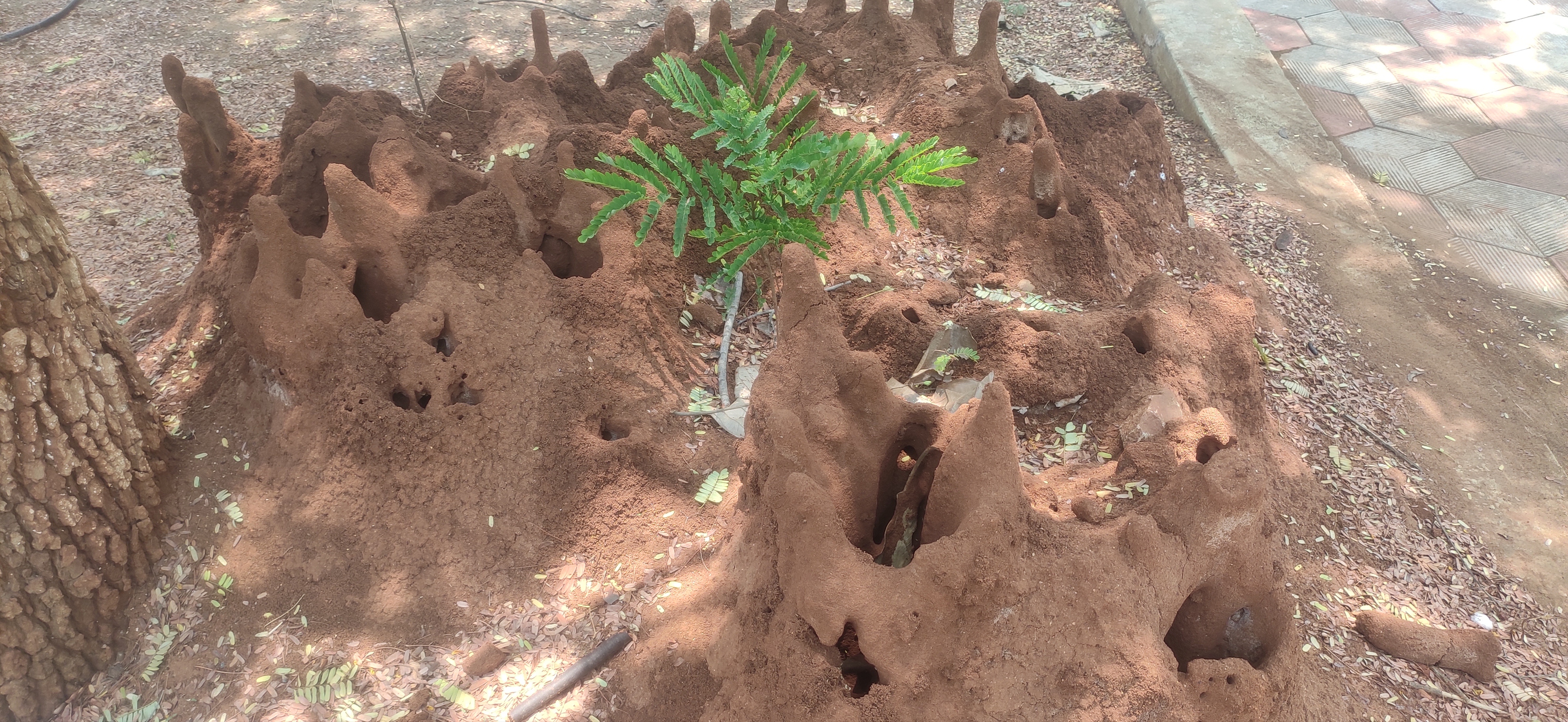 Everything About Ant Mound (Types, Identification, & Facts)