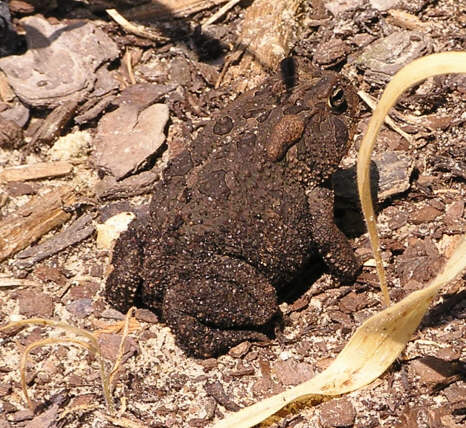 21 Types of Toads (Pictures and Identification)