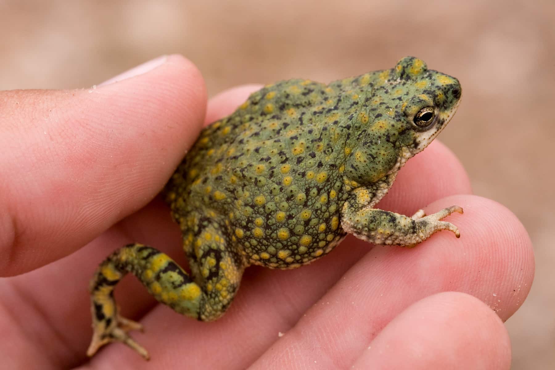 21 Types of Toads (Pictures and Identification)
