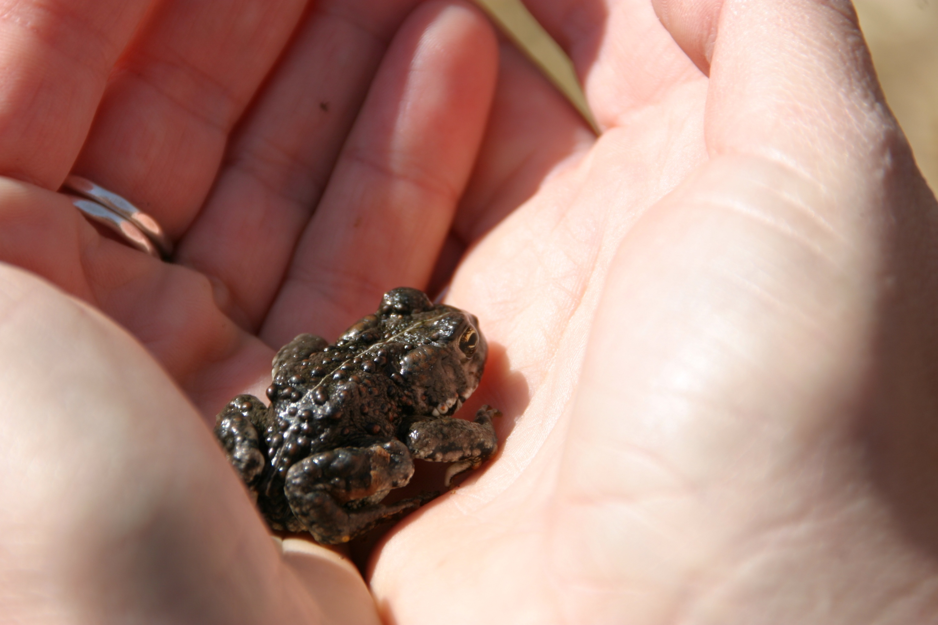 21 Types of Toads (Pictures and Identification)