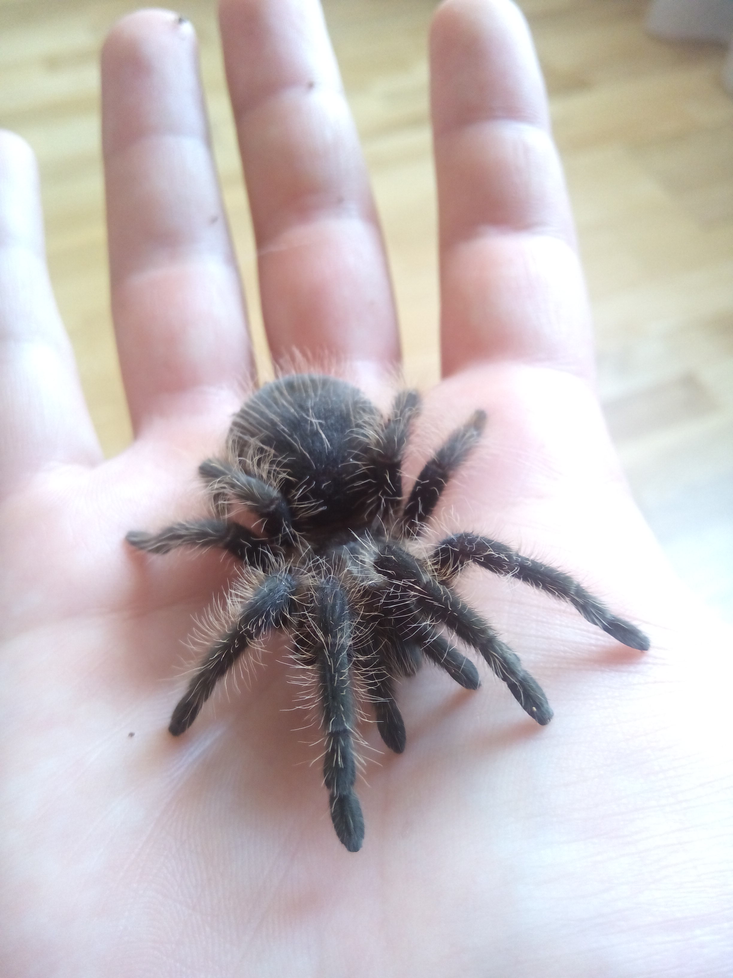 20 Most Docile Tarantulas (with Pictures)