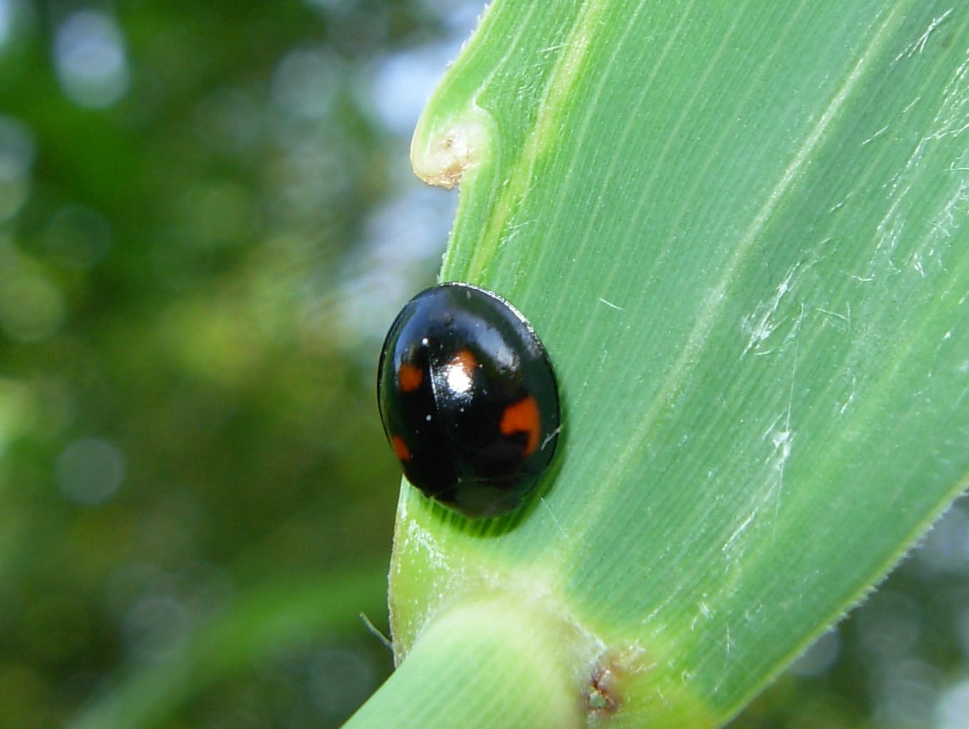 9 Different Ladybug Colors and Their Meanings