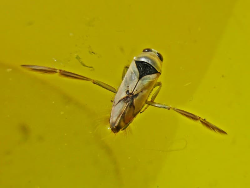 Types of Water Bugs in Your Pool (and How to Get Rid of Them)