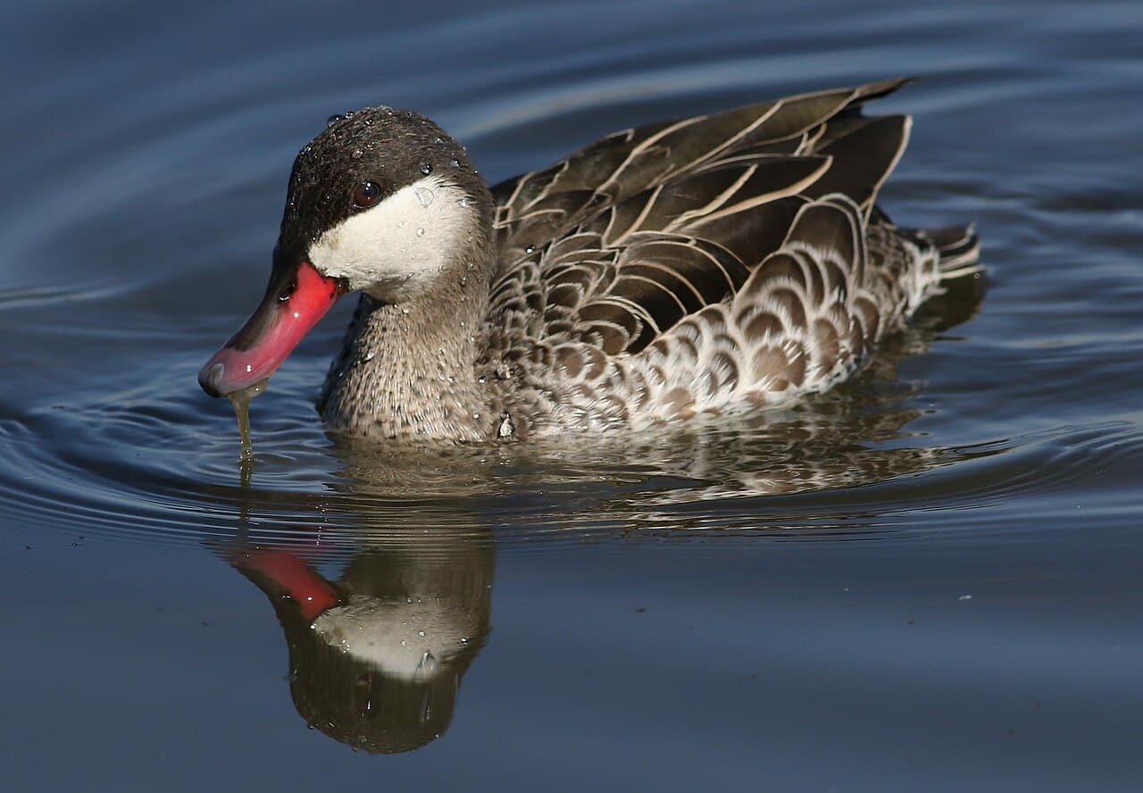 16 Ducks With Red Beaks (with Pictures)