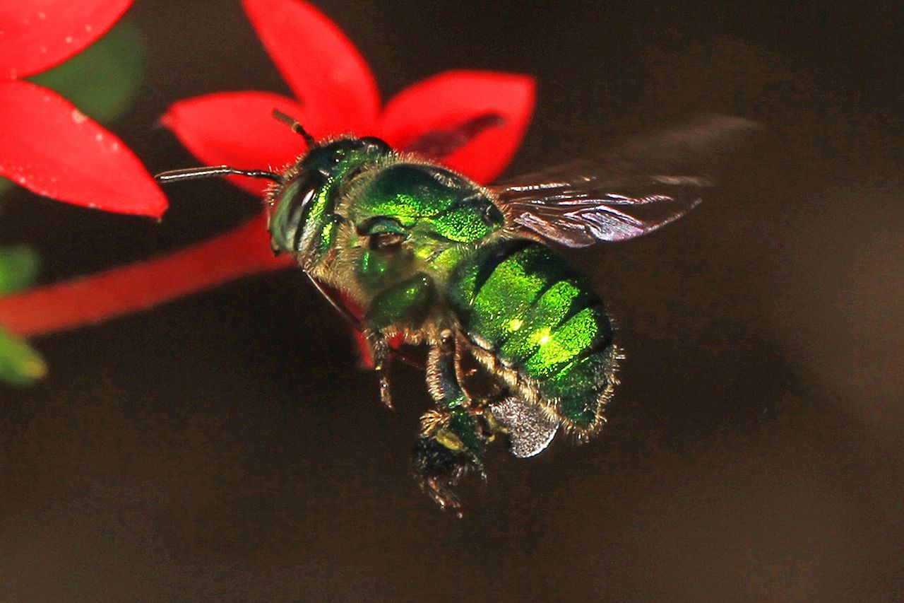 18 Types of Green Bees (Pictures and Identification Guide)