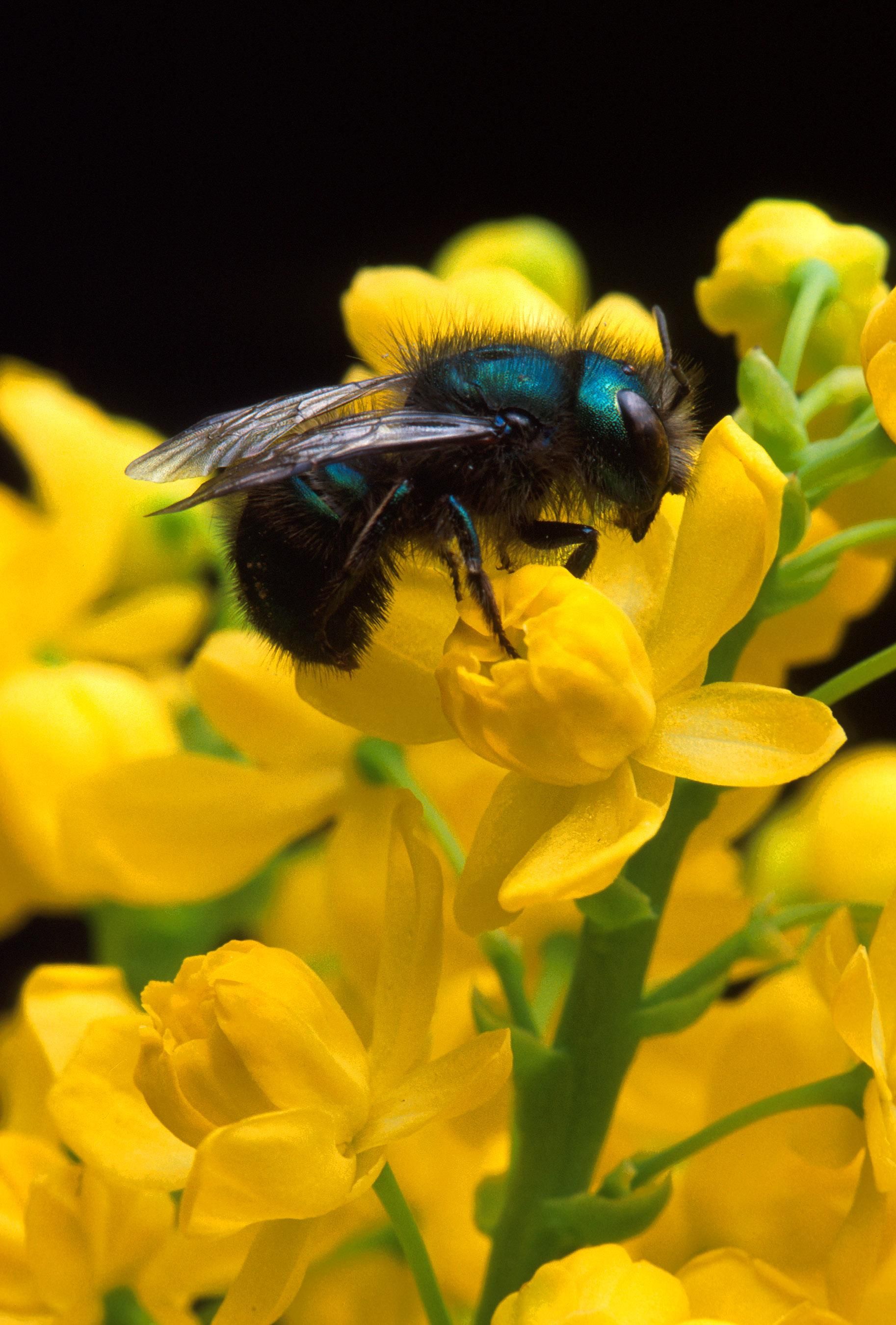 18 Types of Green Bees (Pictures and Identification Guide)