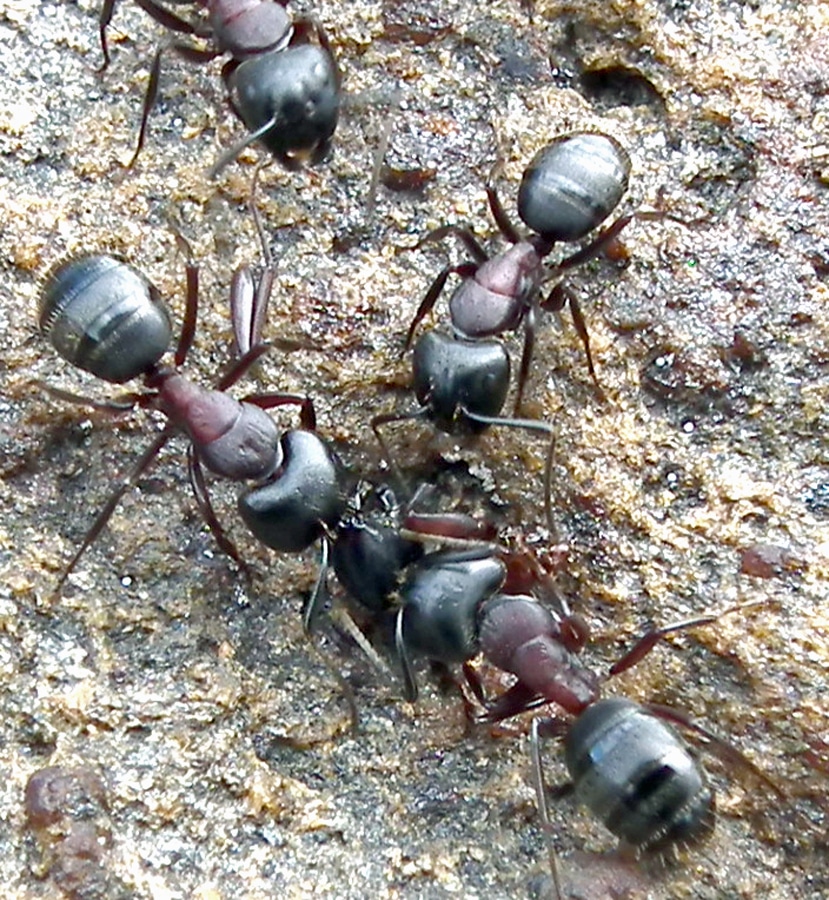19 Black and Red Ants (Pictures and Identification Guide)