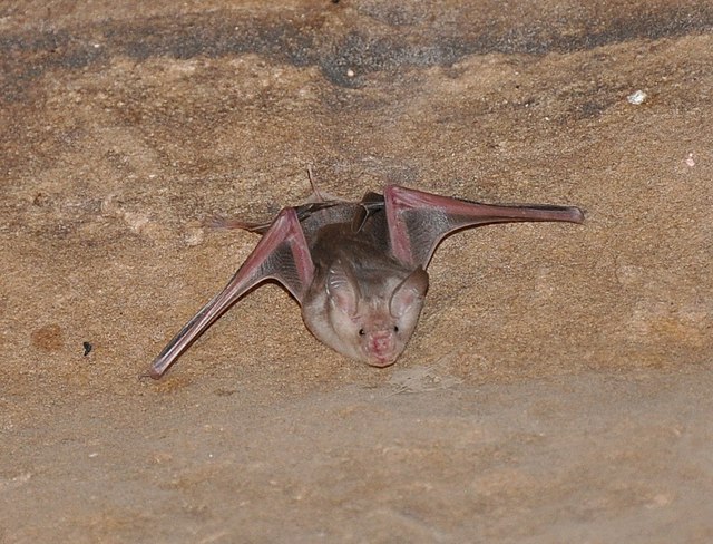 20 Types Of Bats (Pictures and Identification Guide)