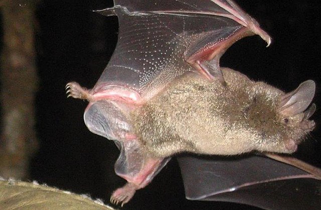 20 Types Of Bats (Pictures and Identification Guide)
