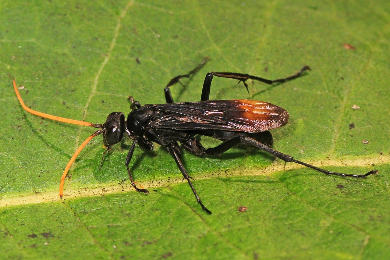 17 Orange and Black-Orange Wasps (With Pictures)