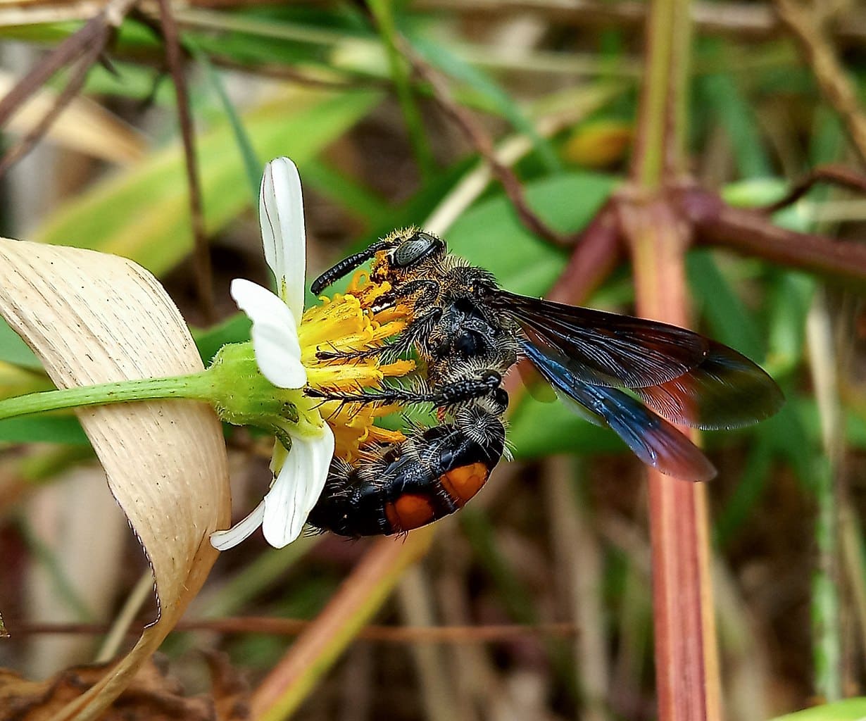 17 Orange and Black-Orange Wasps (With Pictures)