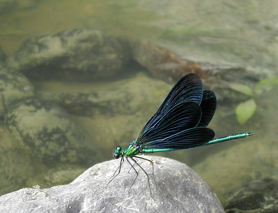 8 Bugs That Bite in Water (Pictures and Identification Guide)