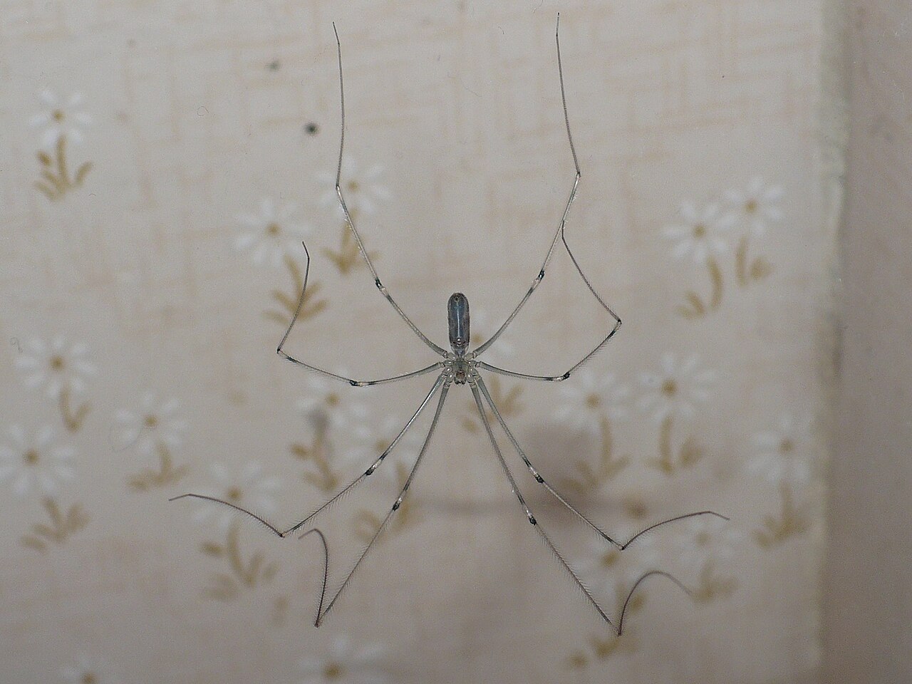 8 Common Bugs With Long Legs (with Pictures)