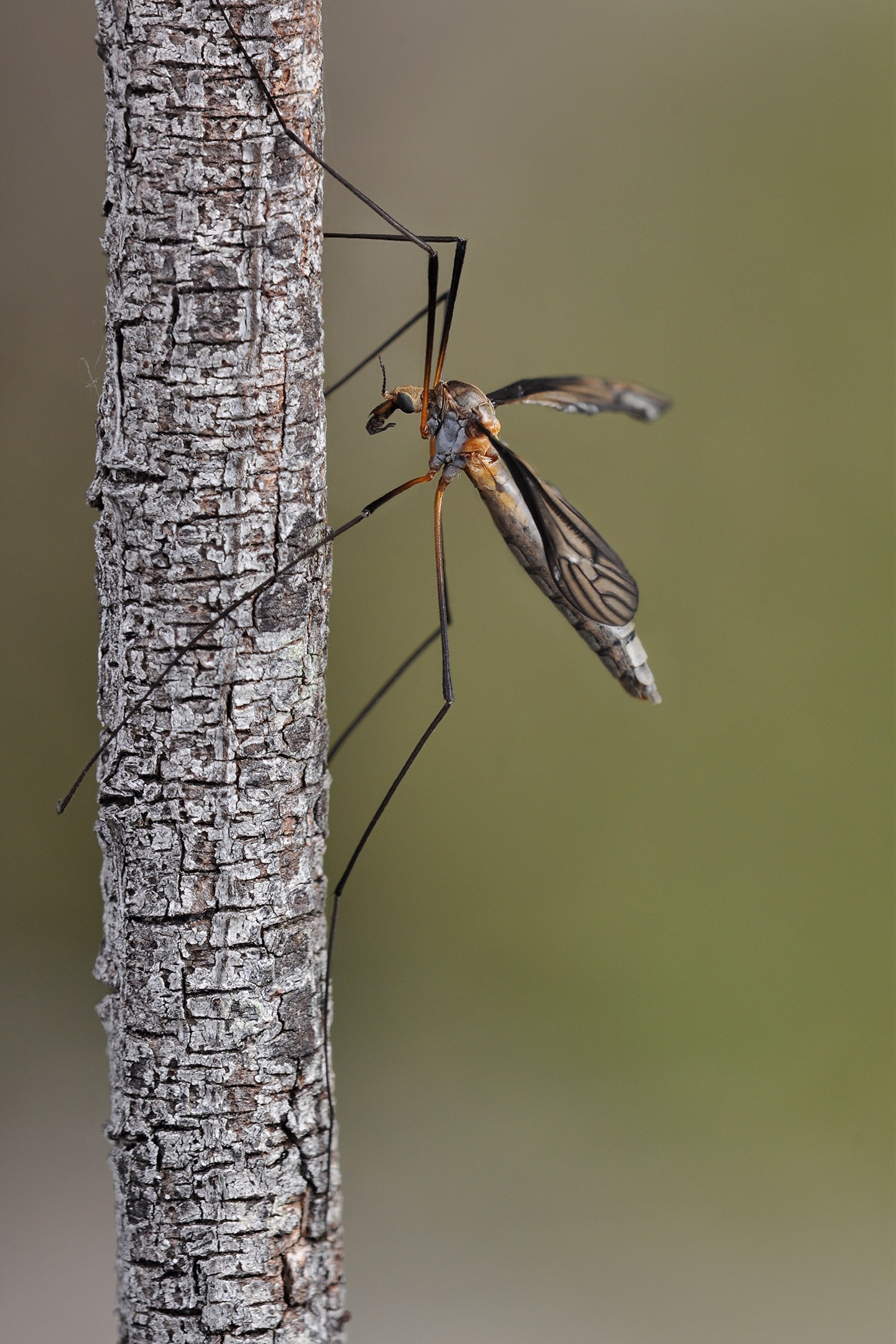 8 Common Bugs With Long Legs (with Pictures)