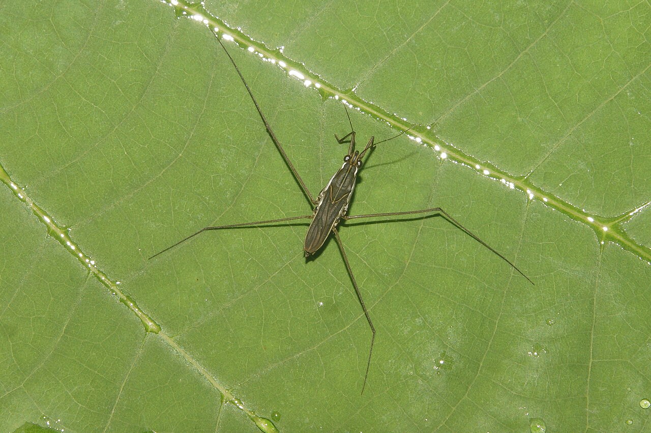 8 Common Bugs With Long Legs (with Pictures)