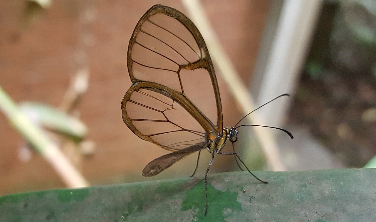 27 Butterflies and Moths With Clear Wings (with Pictures)