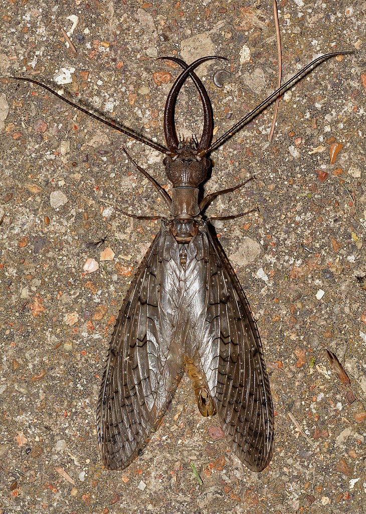 17 Bugs With Pincers in the Front (With Pictures)