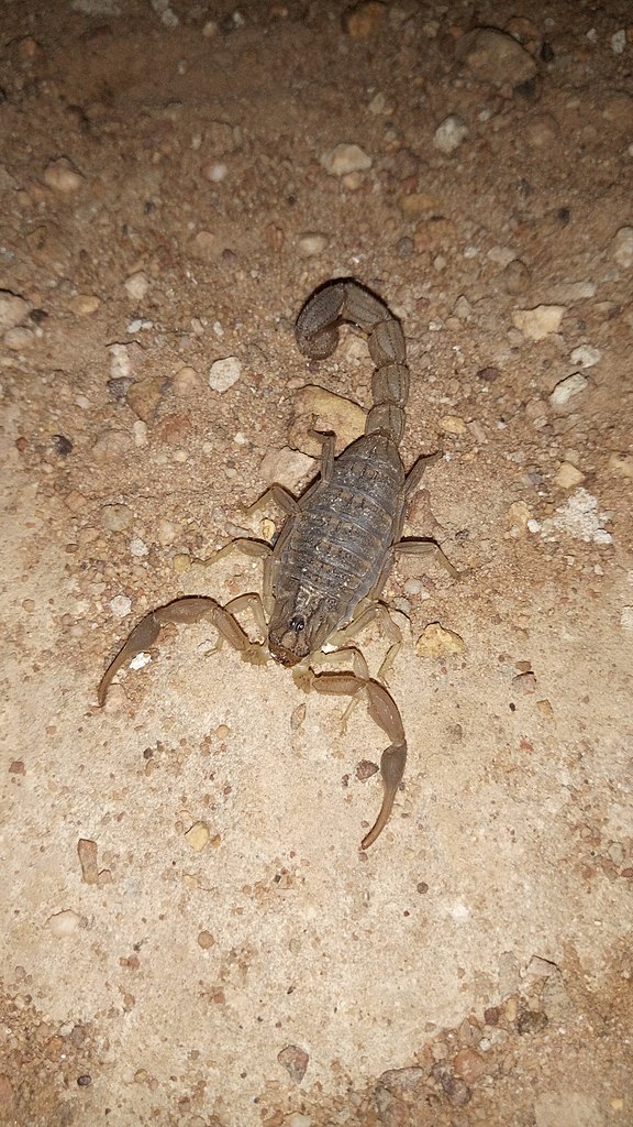 17 Bugs With Pincers in the Front (With Pictures)