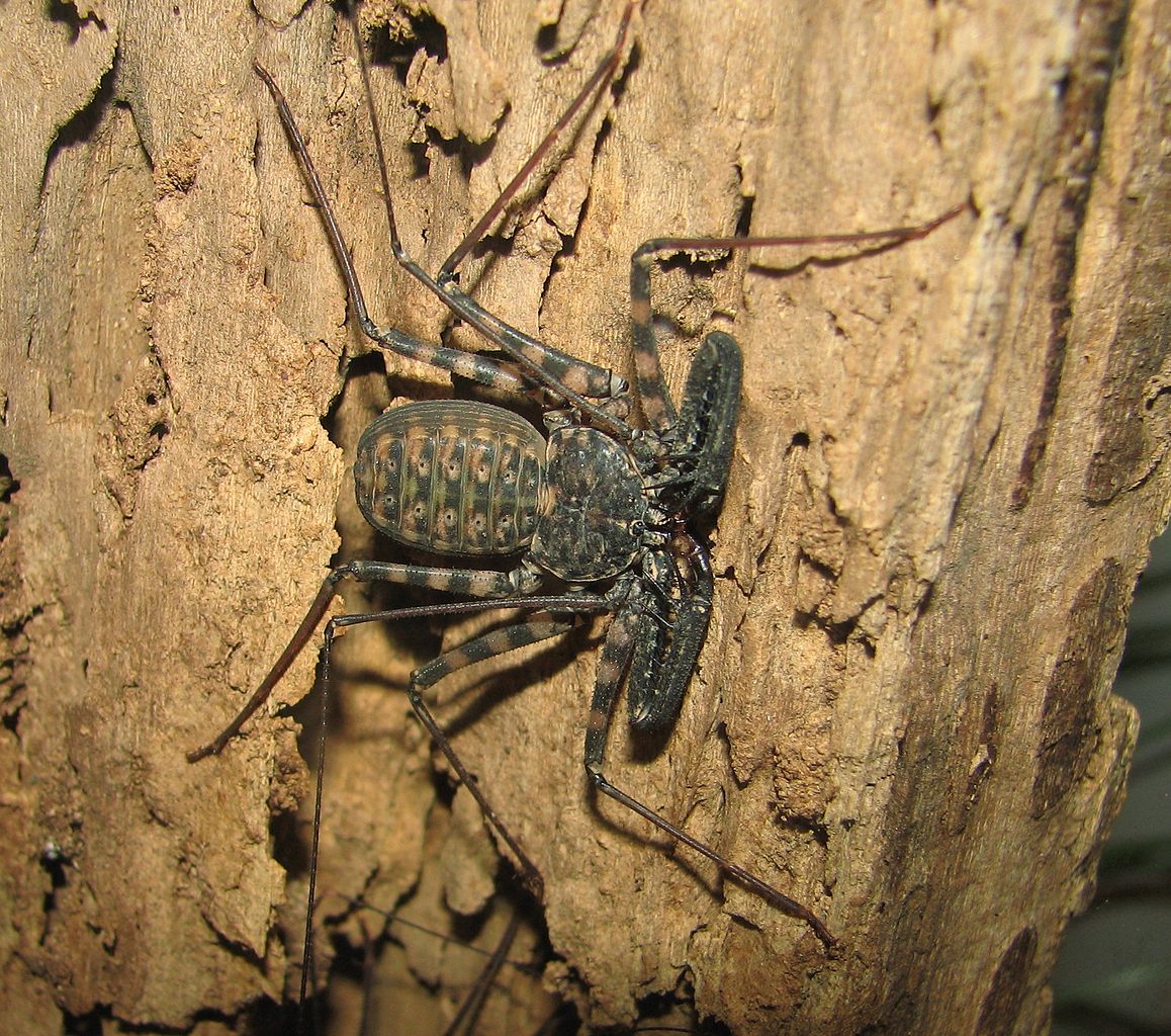 17 Bugs With Pincers in the Front (With Pictures)