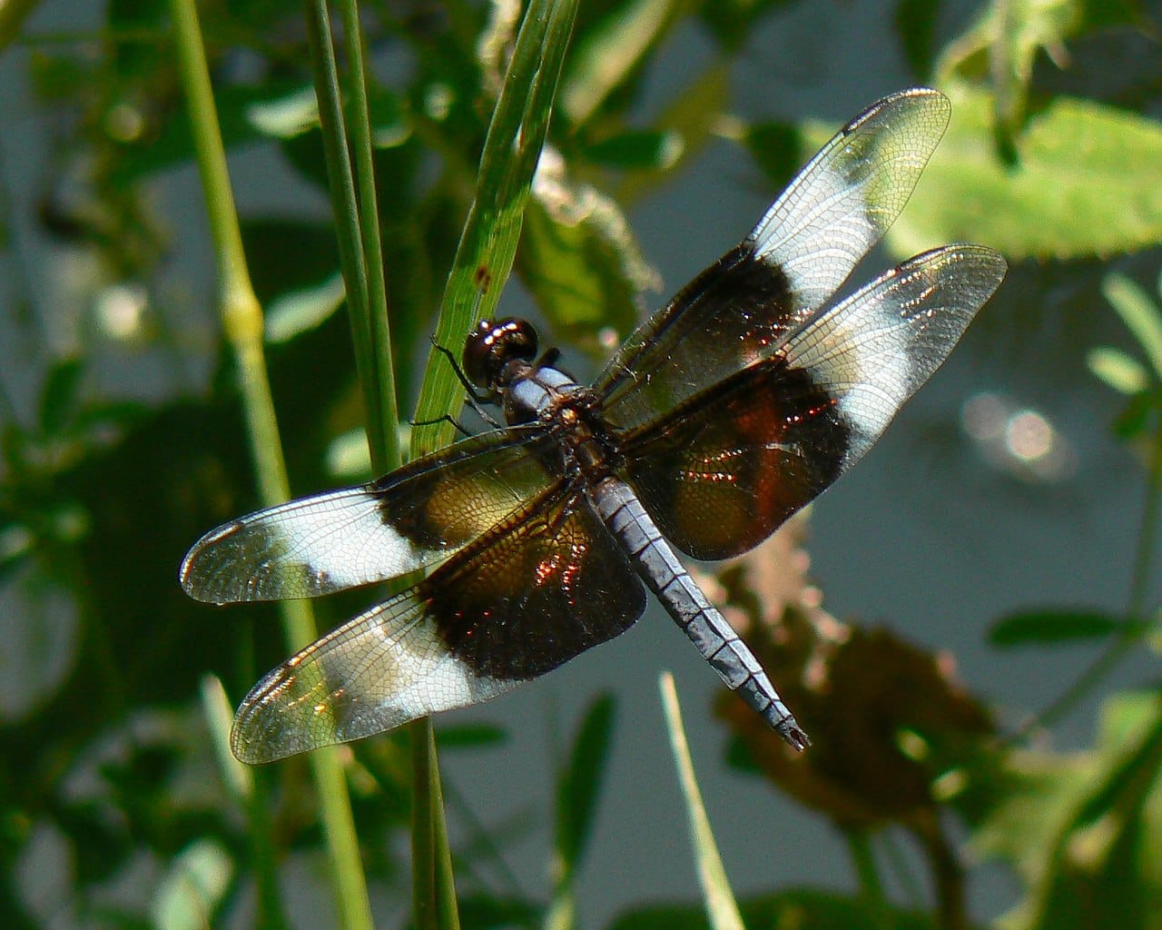 Black and White Dragonflies: Species, Images, and Meanings