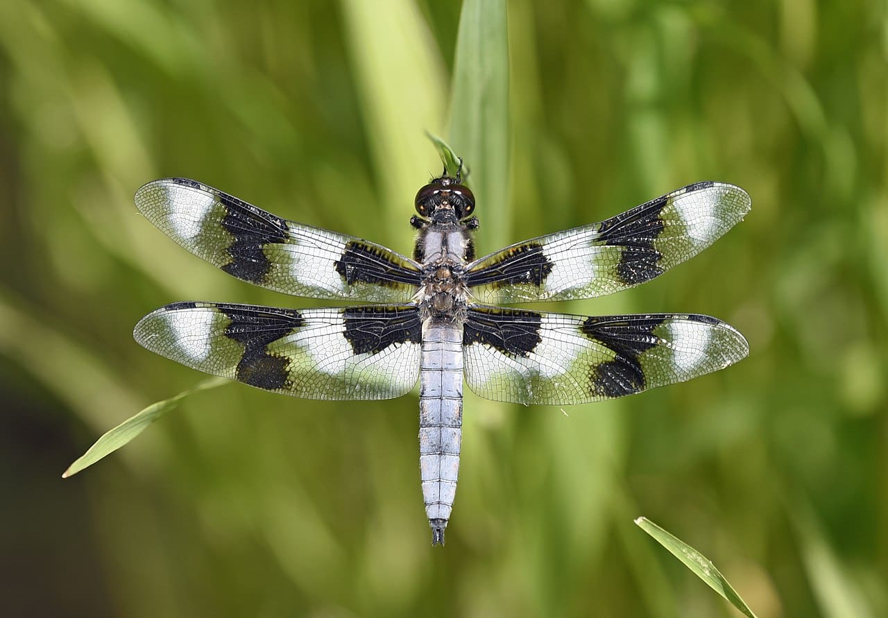 Black and White Dragonflies: Species, Images, and Meanings