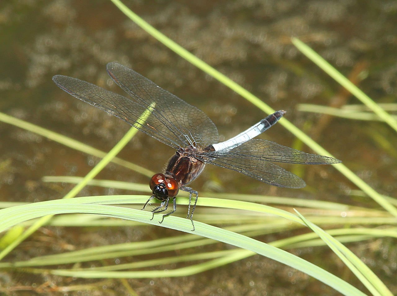 Black and White Dragonflies: Species, Images, and Meanings