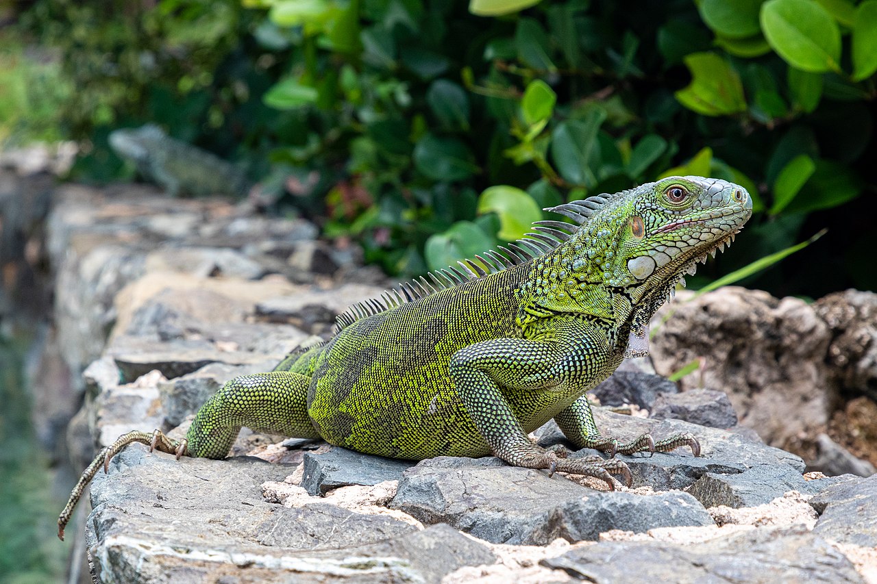 16 Green Lizards In The United States (Some Can Change Colors)