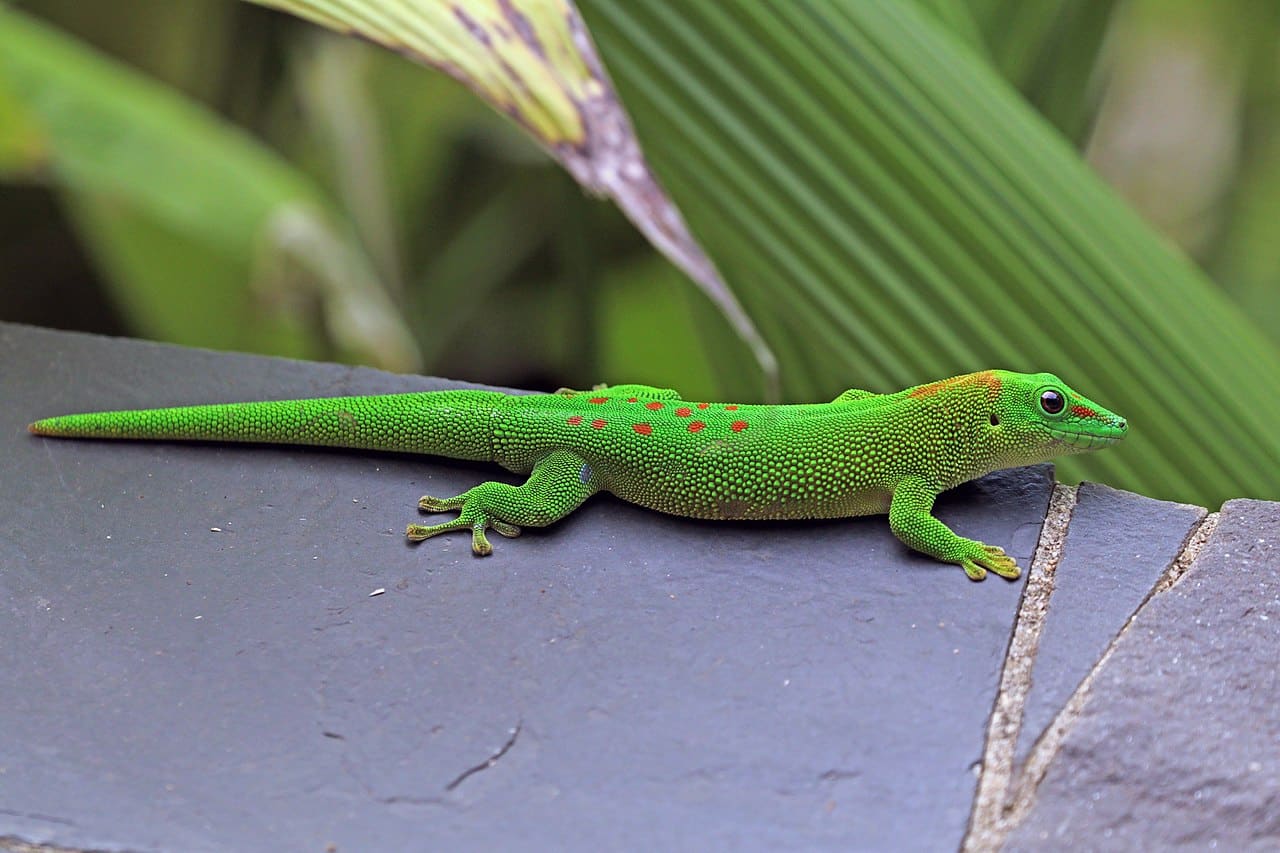 16 Green Lizards In The United States (Some Can Change Colors)