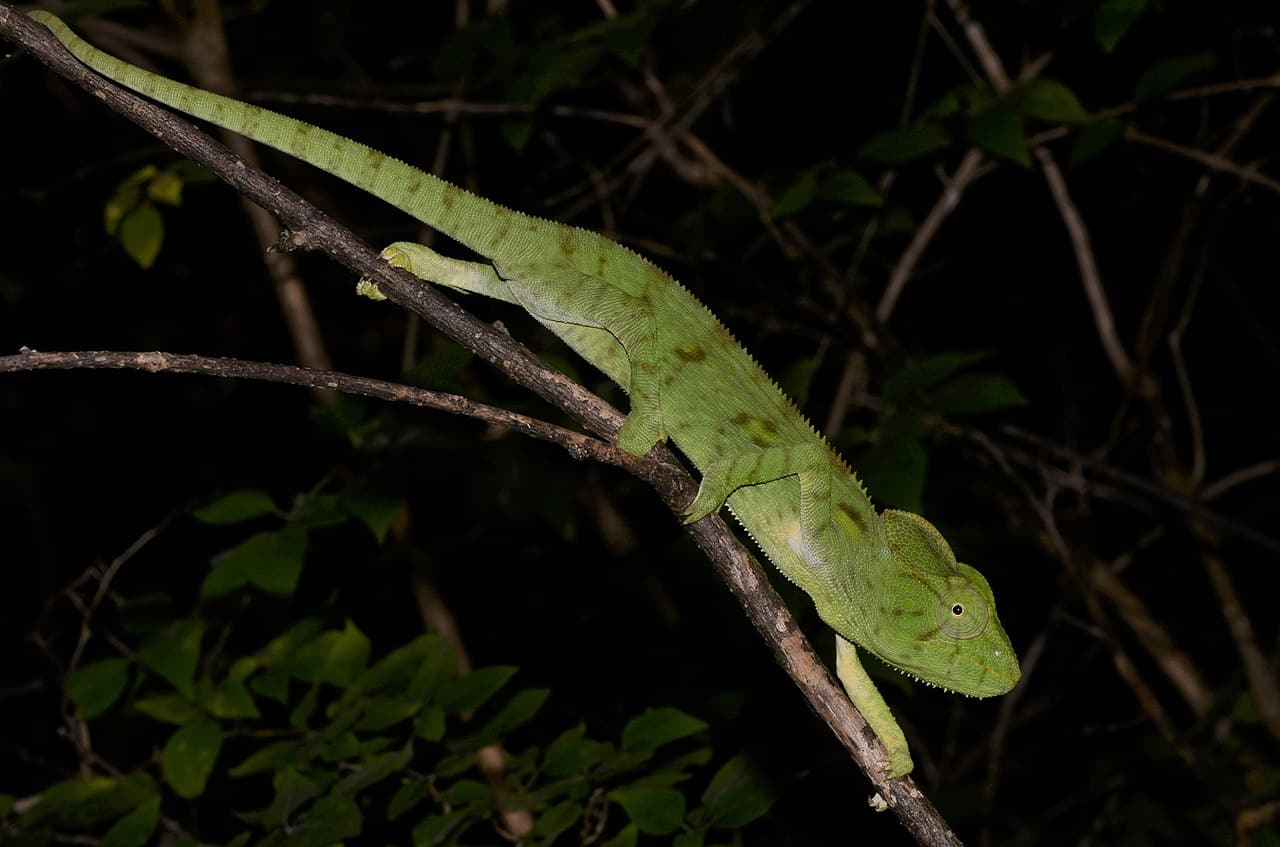 16 Green Lizards In The United States (Some Can Change Colors)