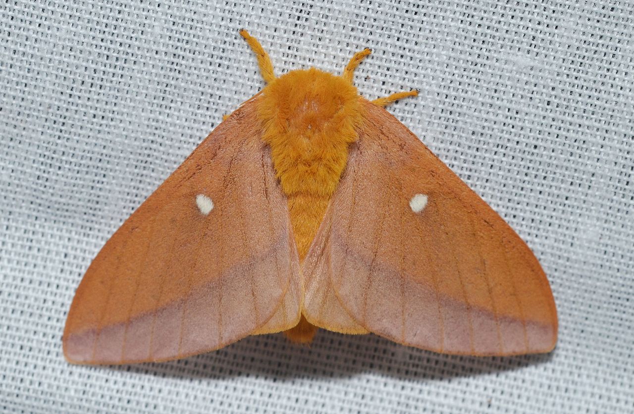 22 Amazing Orange Moths In The United States (with Pictures)