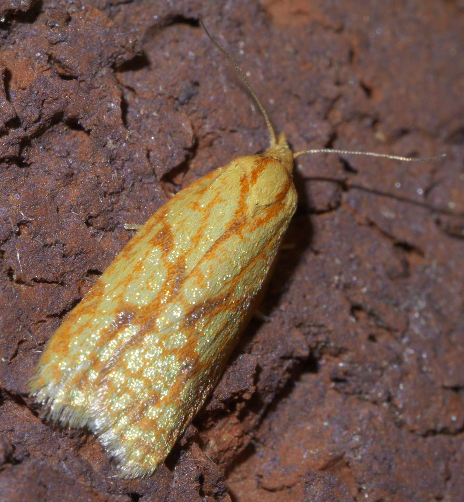 22 Amazing Orange Moths In The United States (with Pictures)