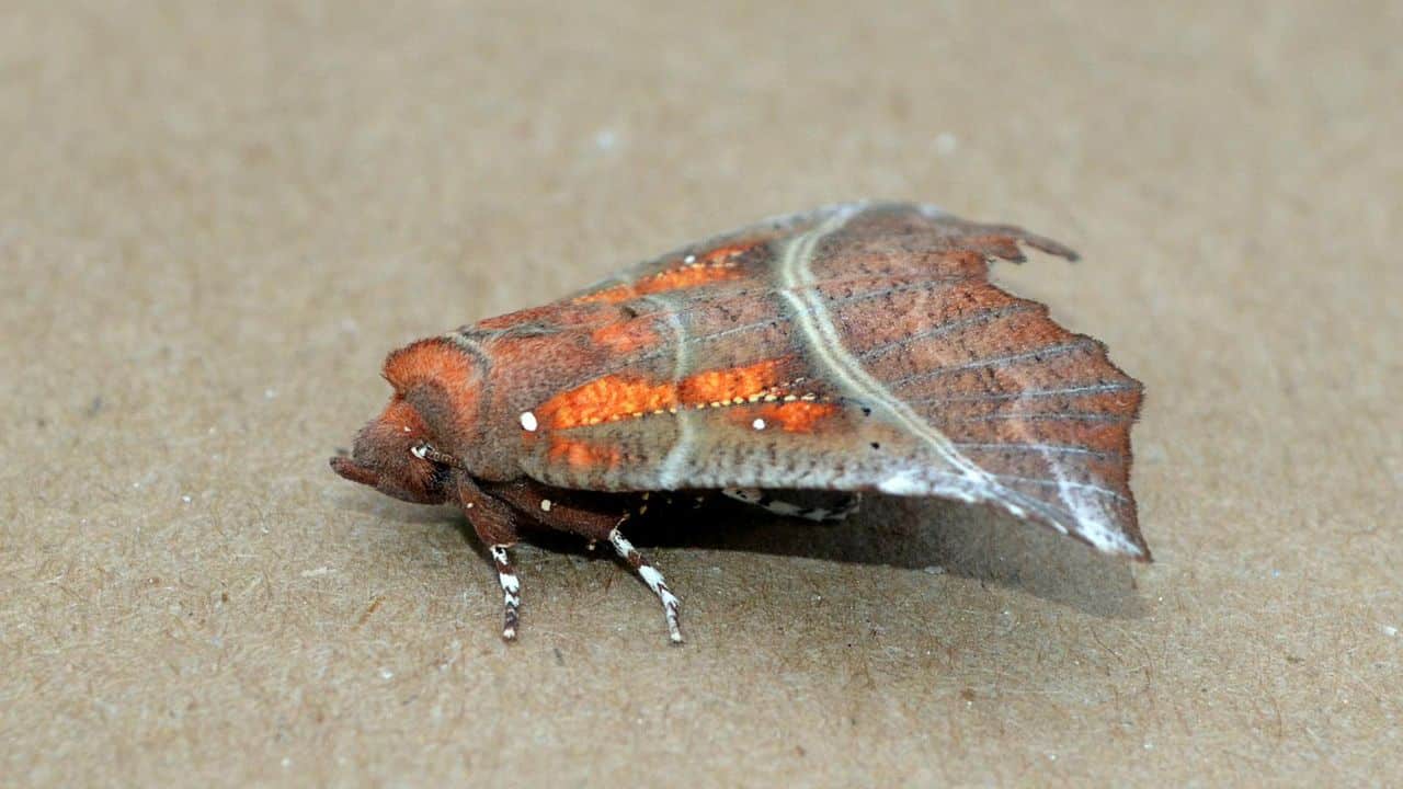 22 Amazing Orange Moths In The United States (with Pictures)