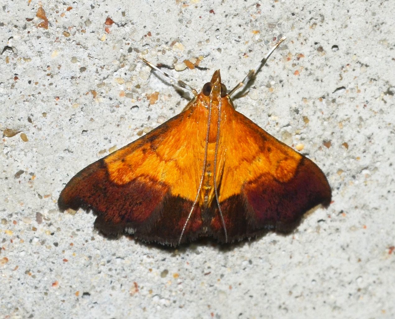 22 Amazing Orange Moths In The United States (with Pictures)