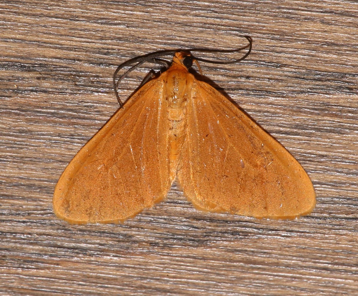 22 Amazing Orange Moths In The United States (with Pictures)