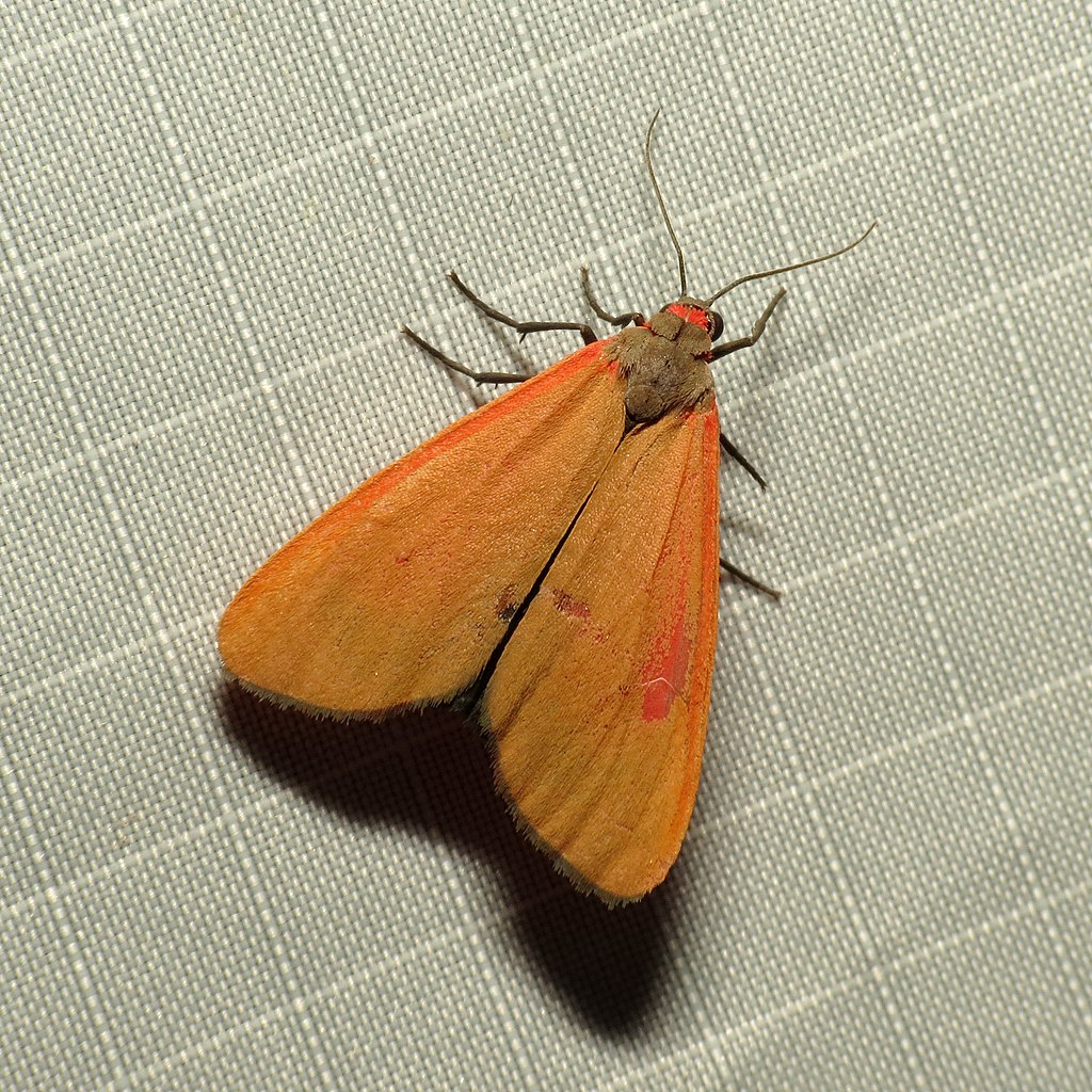 22 Amazing Orange Moths In The United States (with Pictures)