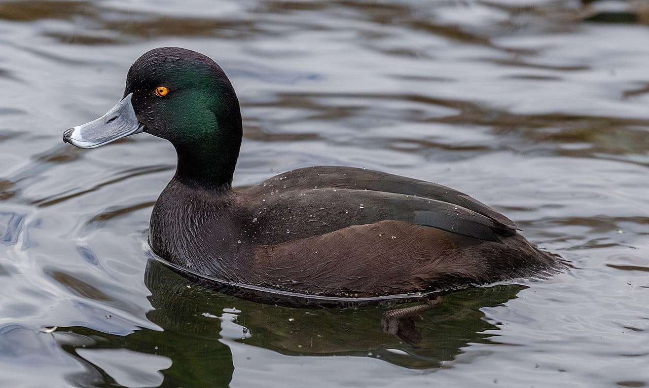16 Ducks With Black Heads (Pictures and Identification)