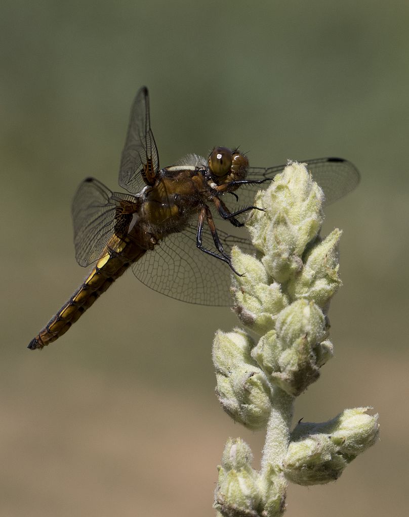 5 Bugs That Look Like Dragonflies