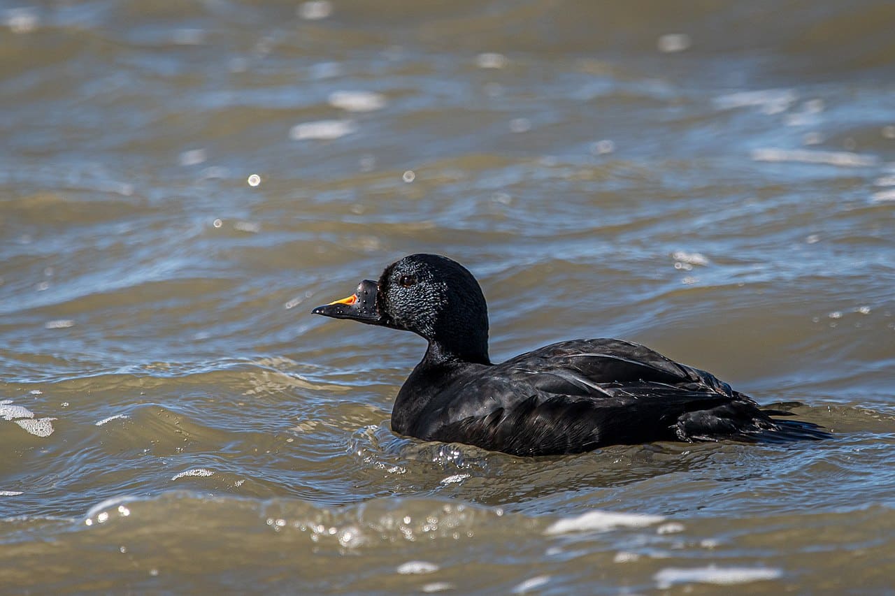 17 Types of Black Ducks (Wild and Domestic Breeds)