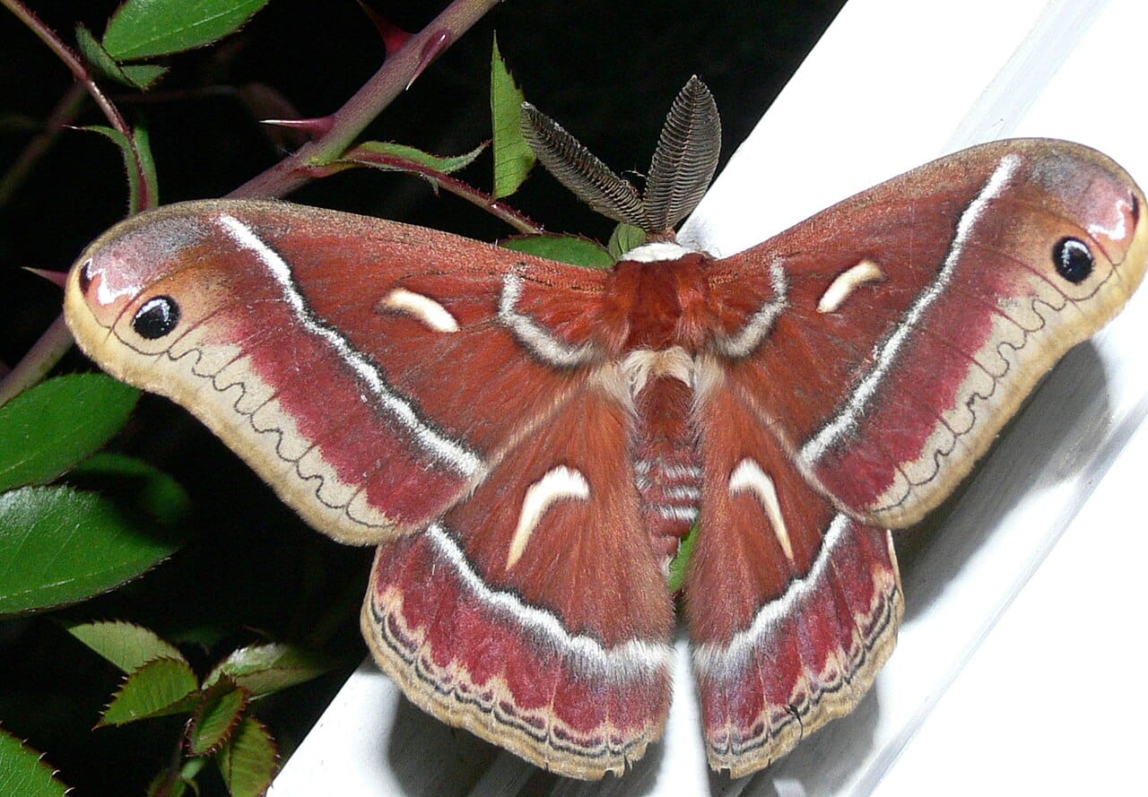 16 Types Of Red Moths (Pictures And Identification Guide)