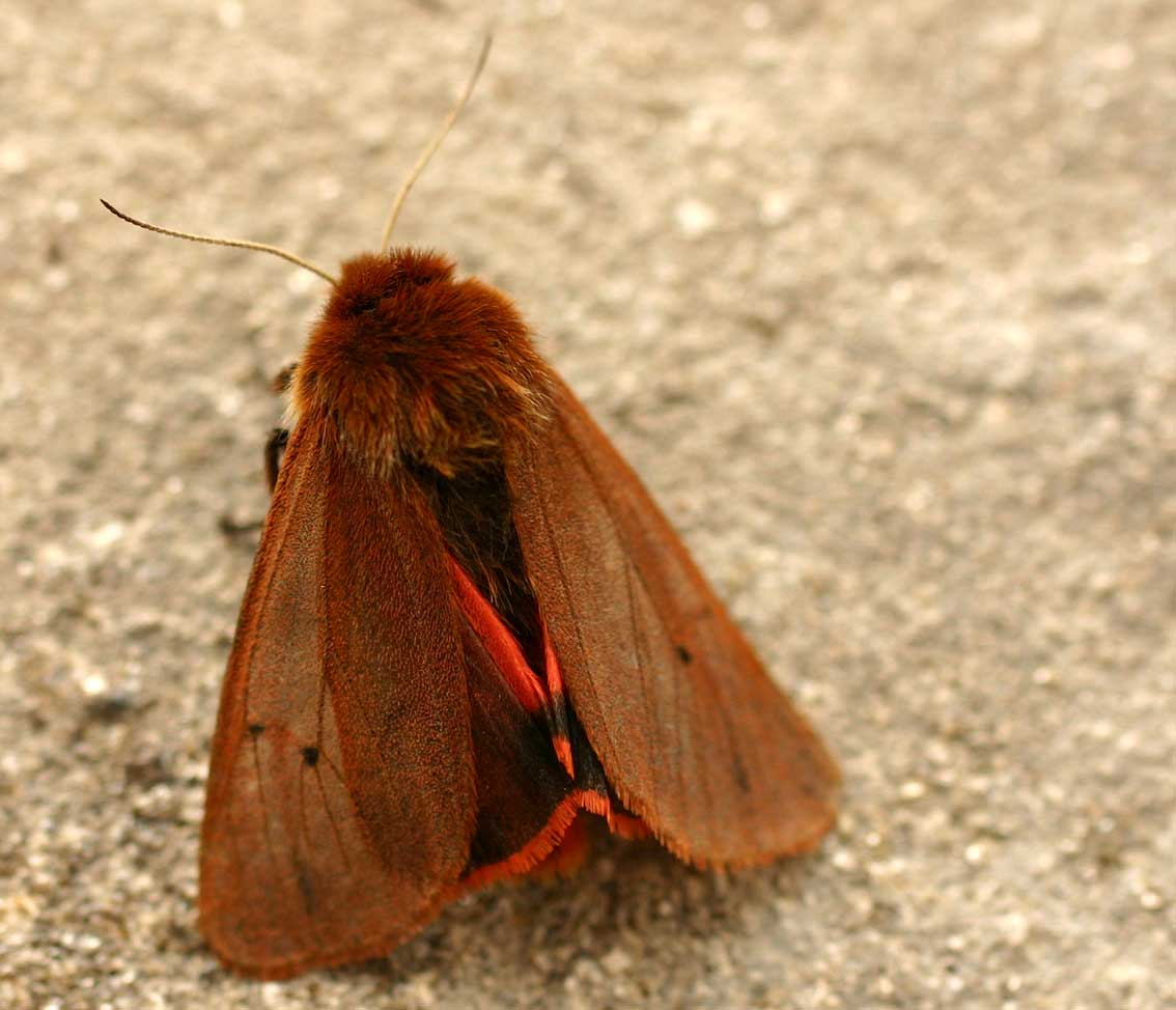 16 Types Of Red Moths (Pictures And Identification Guide)