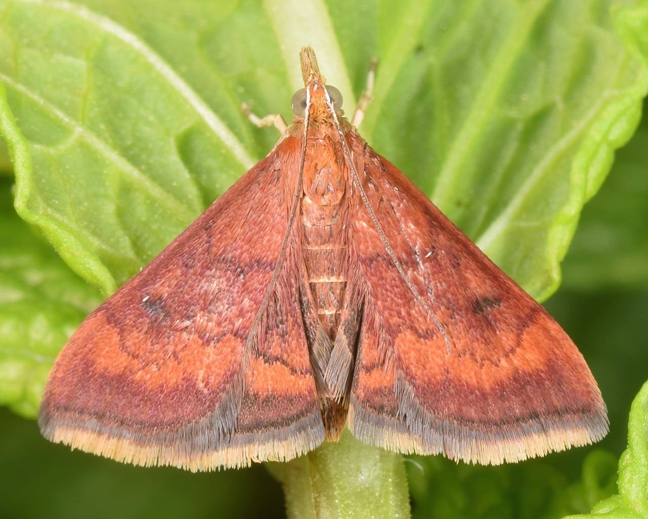 16 Types Of Red Moths (Pictures And Identification Guide)