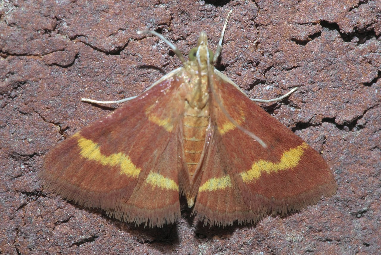 16 Types Of Red Moths (Pictures And Identification Guide)