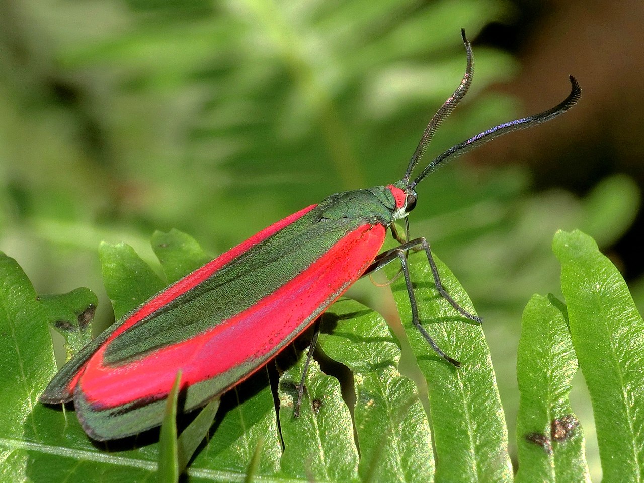 16 Types Of Red Moths (Pictures And Identification Guide)